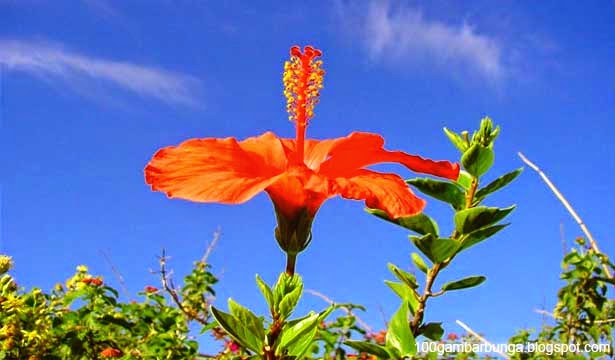 Penamaan Bunga Sepatu, Asal-usul, Klasifikasi, dan Morfologi | Gambar Bunga